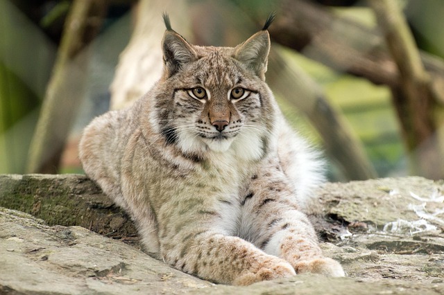 500+ kostenlose Luchs und Natur-Bilder - Pixabay