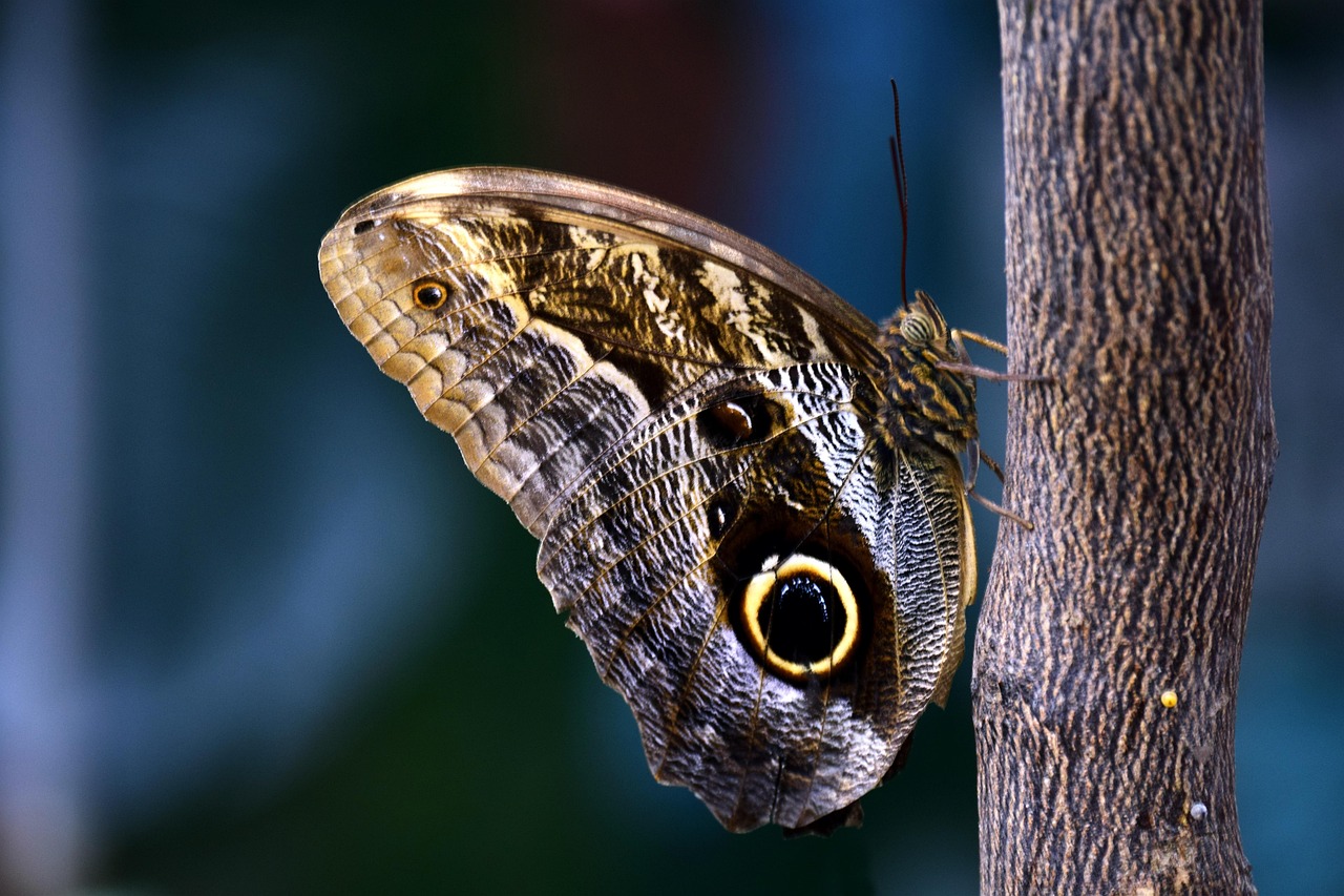 20,000+ Free Butterfly 4K & 4K Wallpaper Images - Pixabay