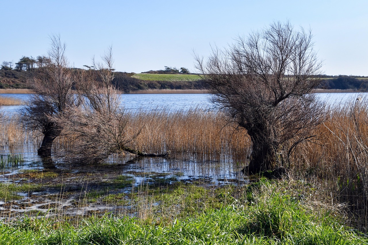 Étang Étendue D'Eau Nature - Photo gratuite sur Pixabay - Pixabay
