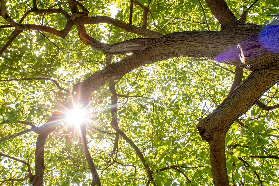 Baum Natur Holz - Kostenloses Foto auf Pixabay - Pixabay