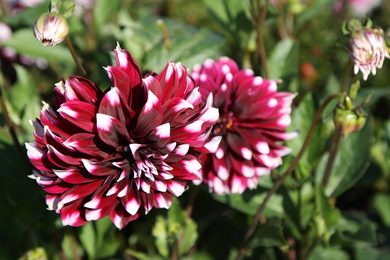 Bunga Alam Dahlia - Foto gratis di Pixabay - Pixabay