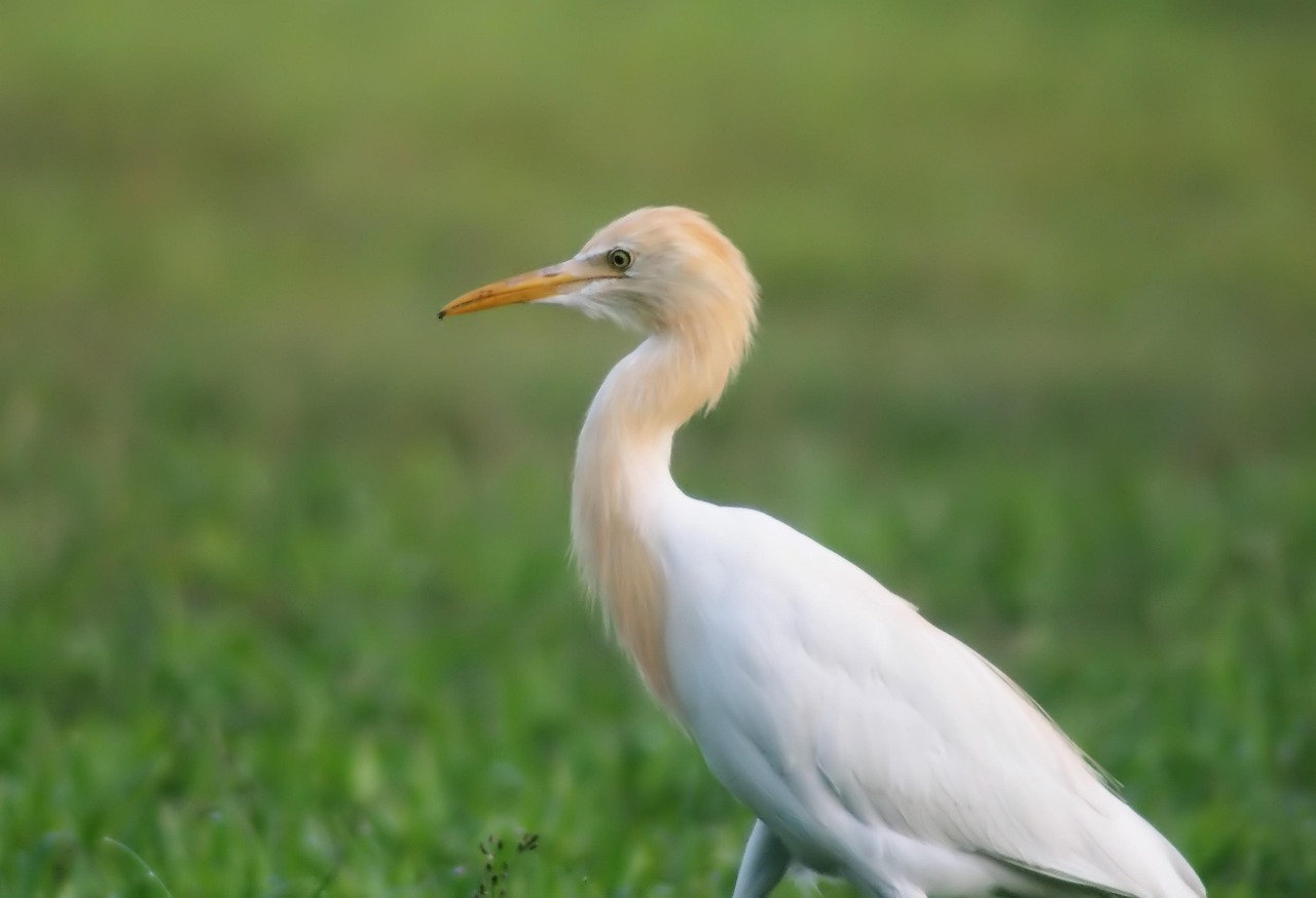 9,000+ Free Cattle Egret & Egret Images - Pixabay