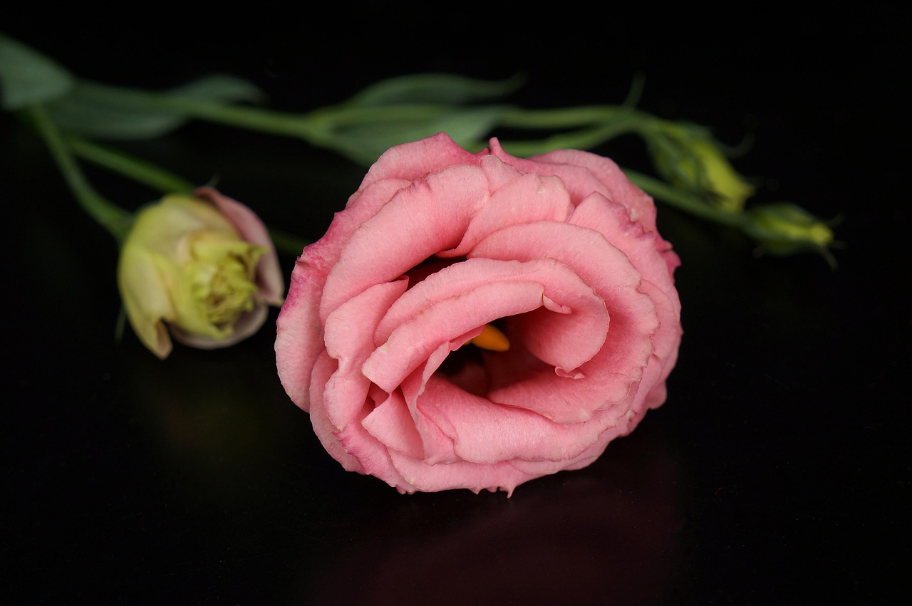 Flores De Lisianthus Rosa - Foto gratuita no Pixabay - Pixabay