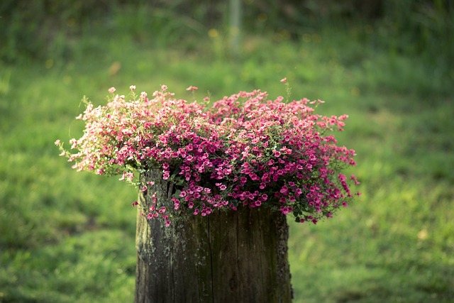 Flower Tree Nature - Free photo on Pixabay - Pixabay