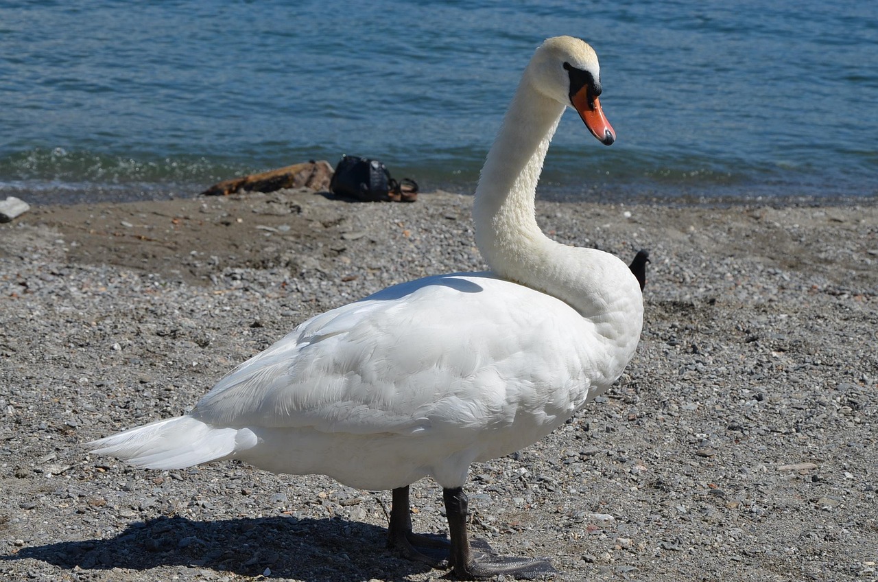 Cygne Eaux Oiseau La Nature - Photo gratuite sur Pixabay