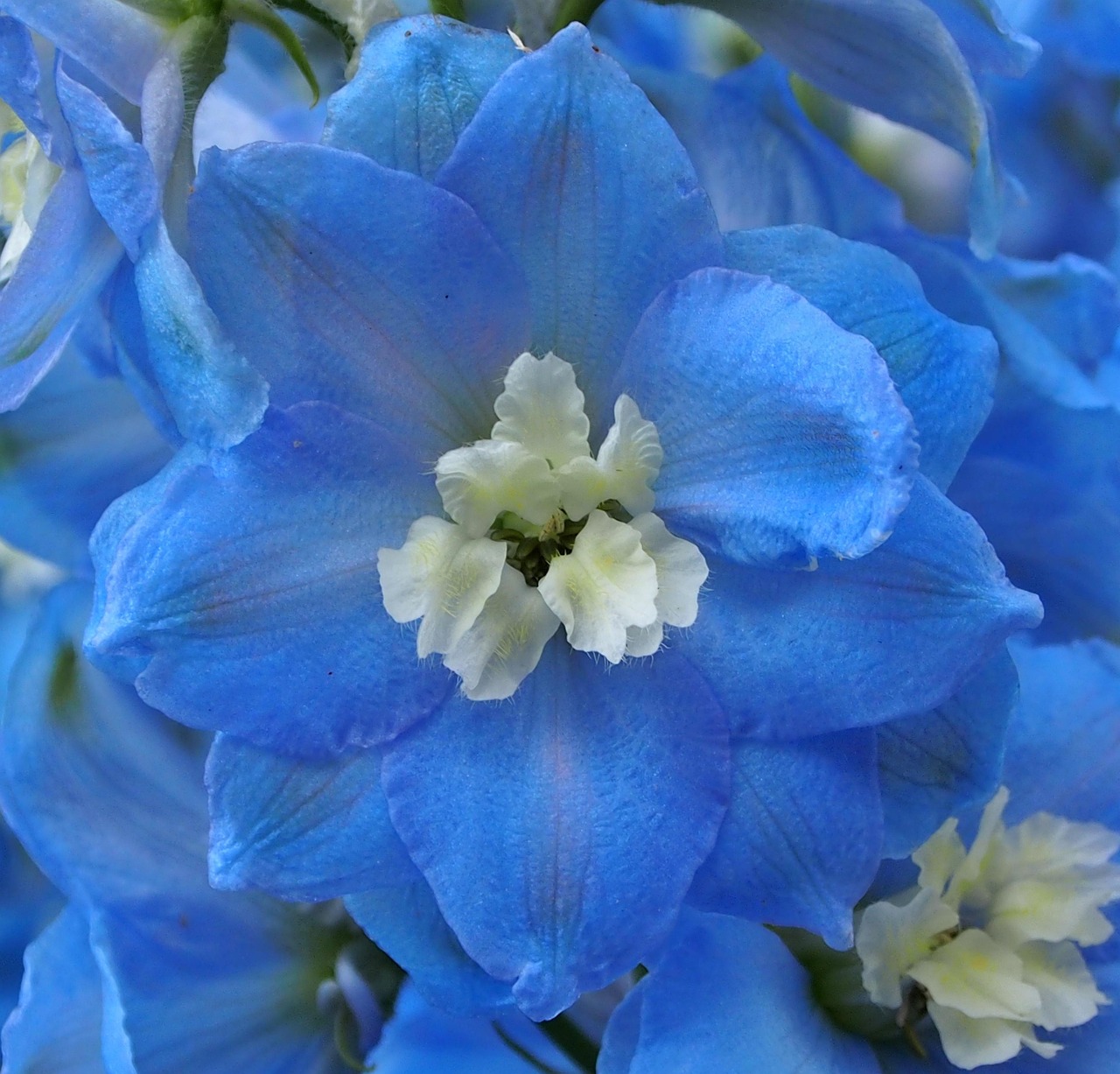 100+ Free Larkspur & Delphinium Images - Pixabay