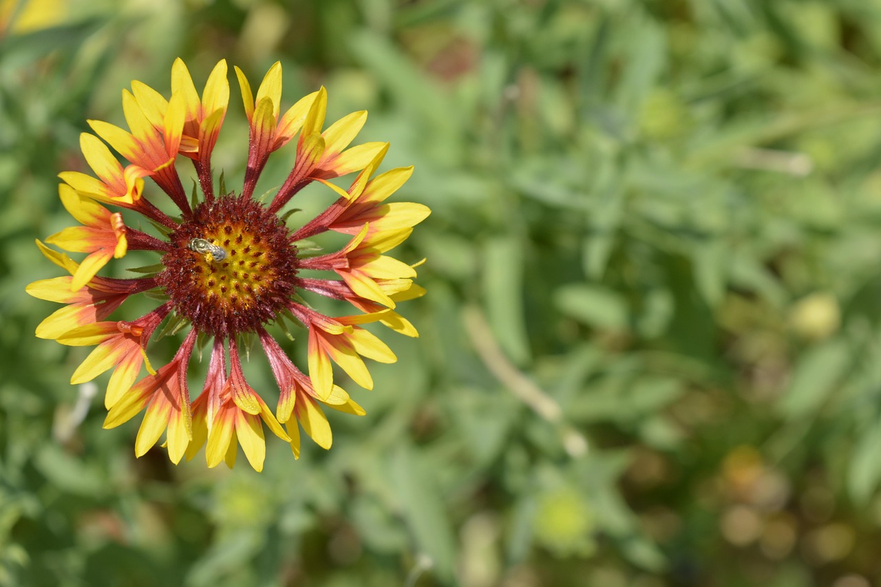 Naturaleza Flor Flora El - Foto gratis en Pixabay - Pixabay