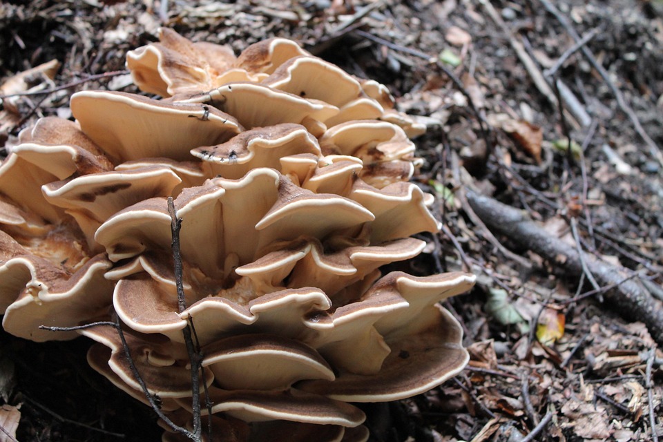 Nature Fungus - Free photo on Pixabay - Pixabay