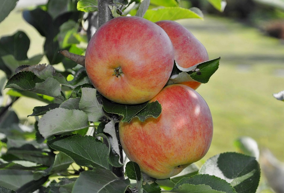 Fruit Nature Aliments - Photo gratuite sur Pixabay - Pixabay