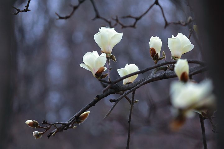 2,000+ Free Magnolia & Spring Images