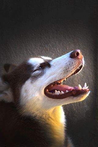100+ Free Side Eye & Side Images - Pixabay