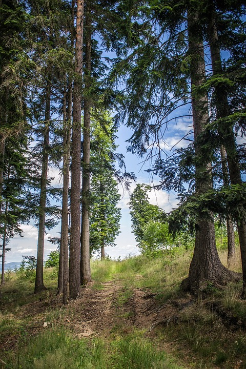 Horizon Forest Trees - Free photo on Pixabay