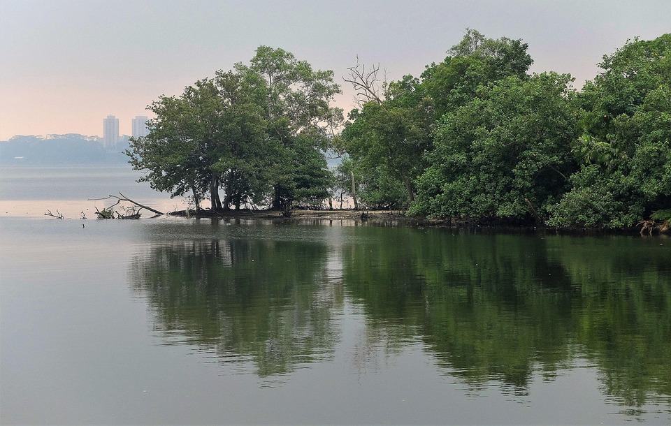 Water Tree Nature - Free photo on Pixabay - Pixabay