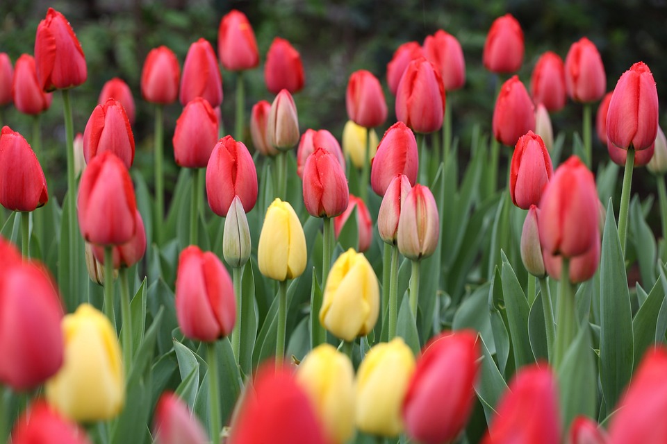 Tulipe Fleur Nature - Photo gratuite sur Pixabay - Pixabay