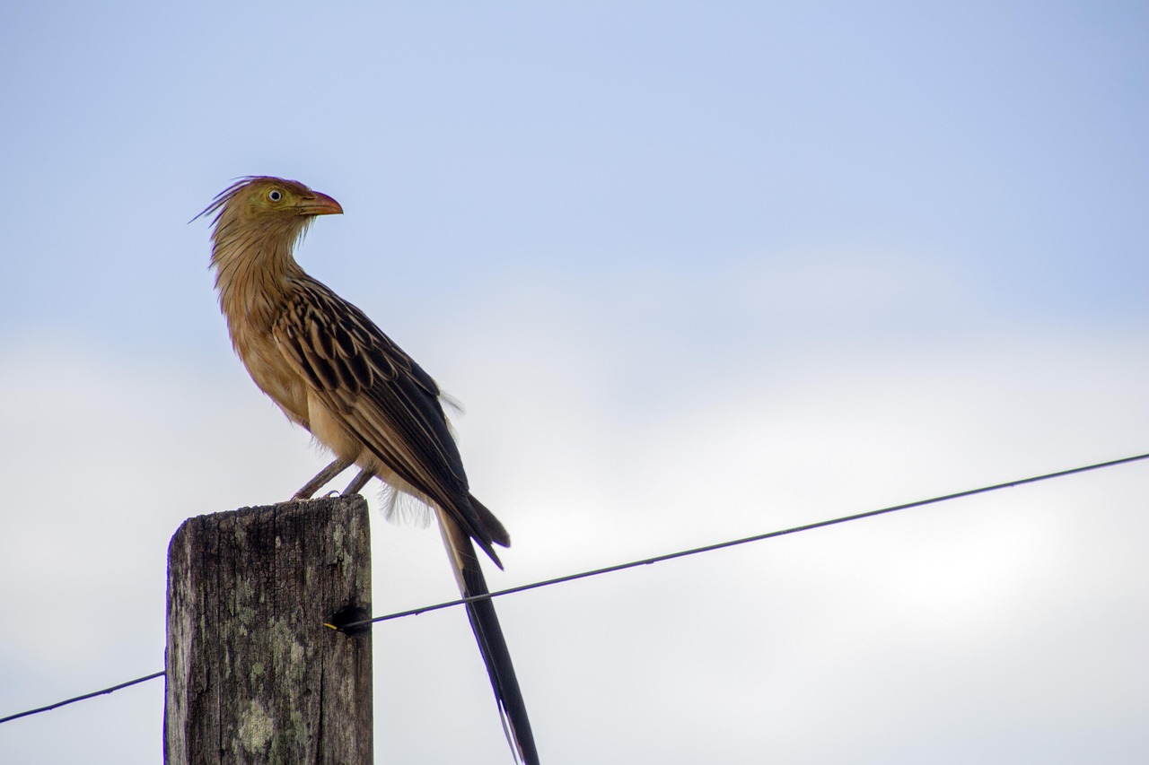 Nature Birds Outdoors - Free photo on Pixabay - Pixabay