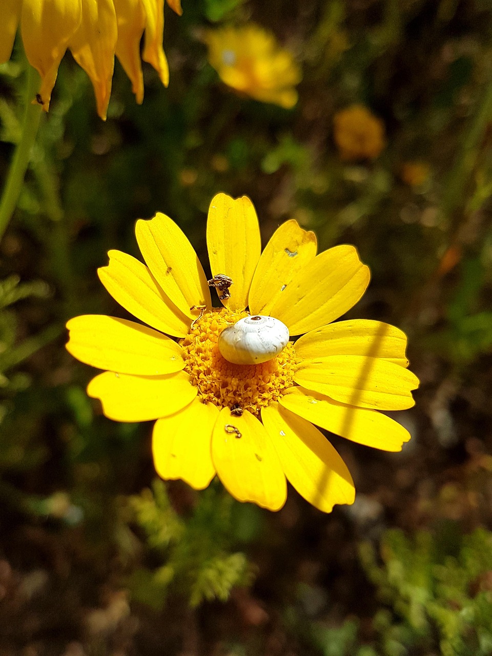 Nature Flora Flower - Free photo on Pixabay - Pixabay