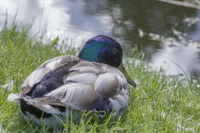 Lintu Luonne Sulka - Ilmainen valokuva Pixabayssa - Pixabay