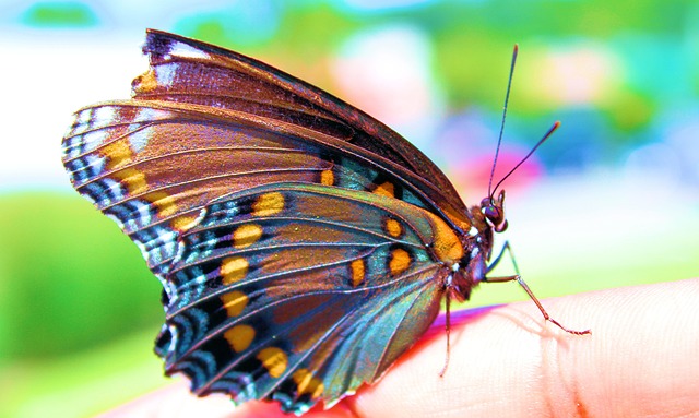 Colorful Butterfly Insect - Free photo on Pixabay