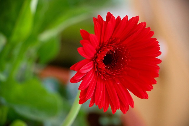 Naturaleza Flora Flor El - Foto gratis en Pixabay - Pixabay