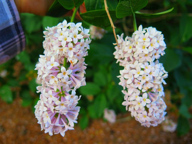 Kukka Luonne Kasvisto - Ilmainen valokuva Pixabayssa - Pixabay