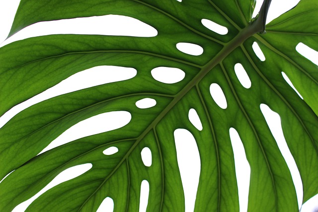 Plant Leaf Growth - Free photo on Pixabay - Pixabay