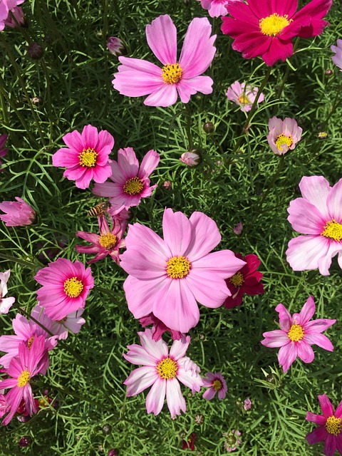 Naturaleza Flor Flora El - Foto gratis en Pixabay - Pixabay