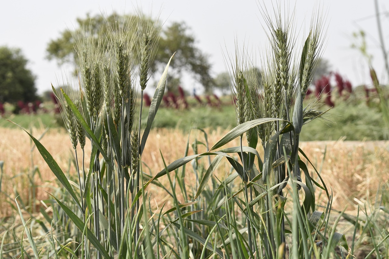 Wheat Grain Seed - Free photo on Pixabay - Pixabay