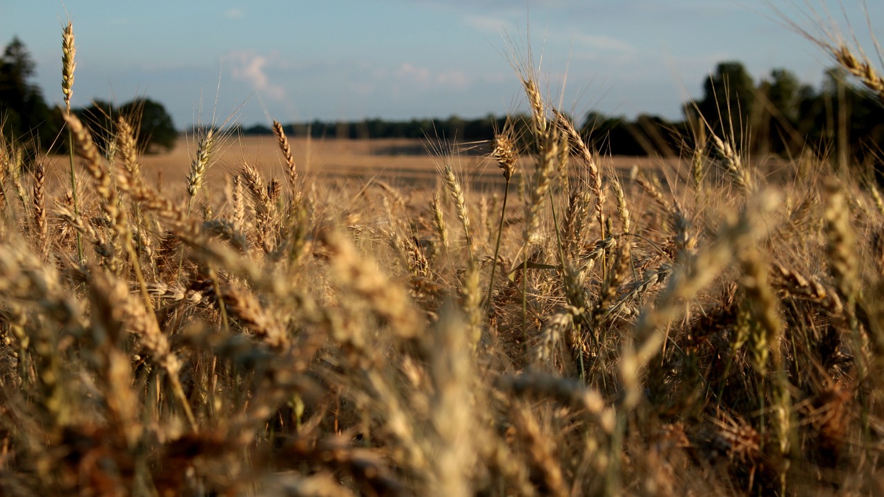 Nature Wheat Wheatfield - Free photo on Pixabay - Pixabay