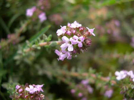 40+ Free Thyme Flower & Thyme Images - Pixabay