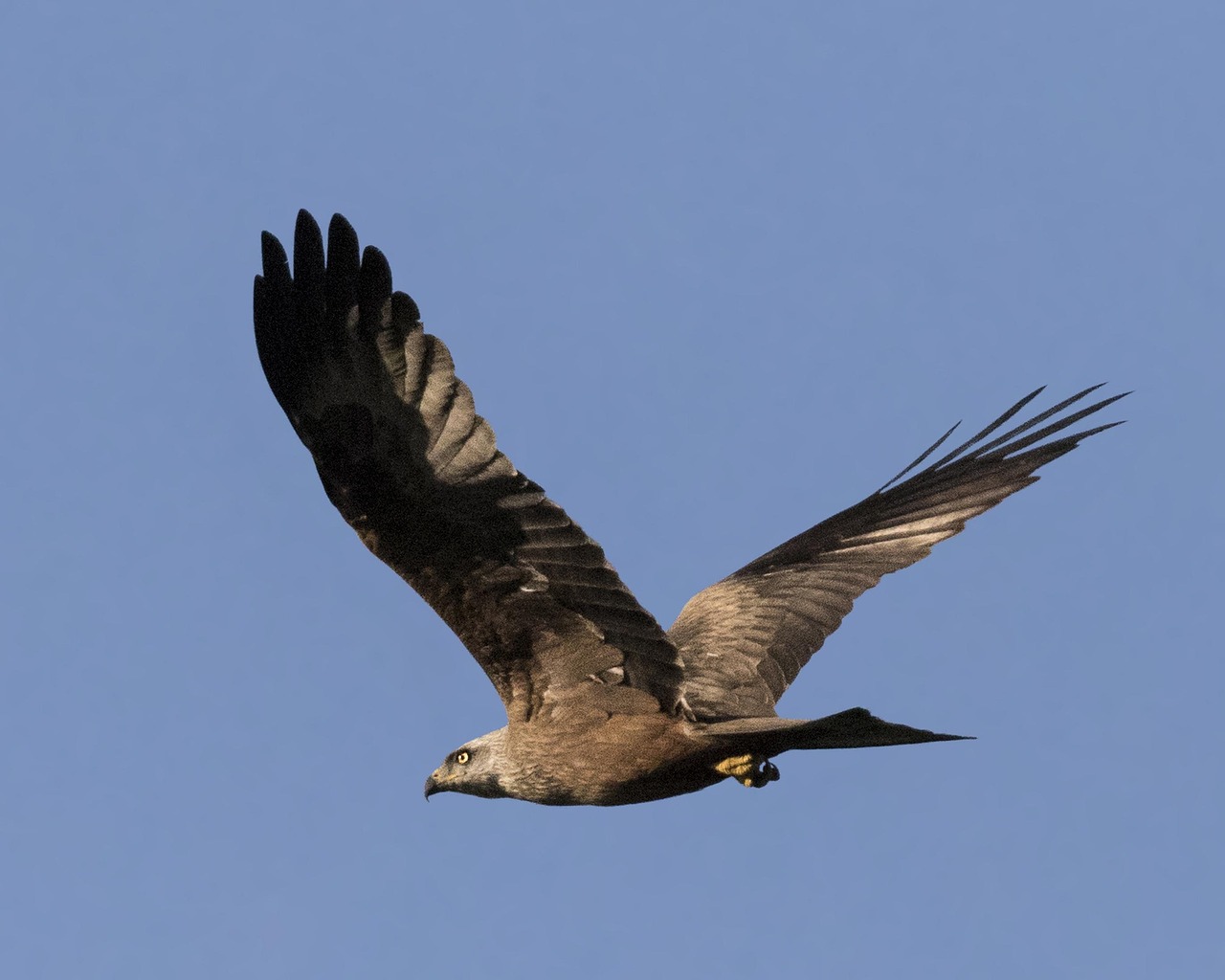 Aguila Real 2024 Un Año De Pájaros En Soria 9 águila Real La