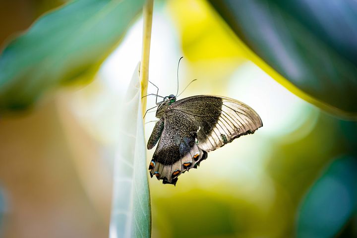 Más de 500 fotos de Mariposas Volando y Insecto gratis