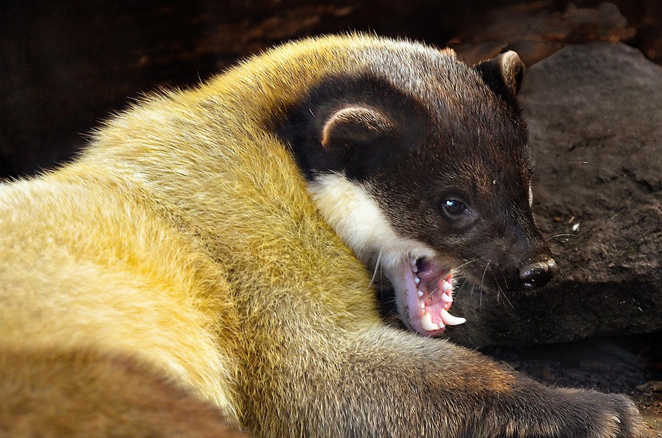 Marten Teeth