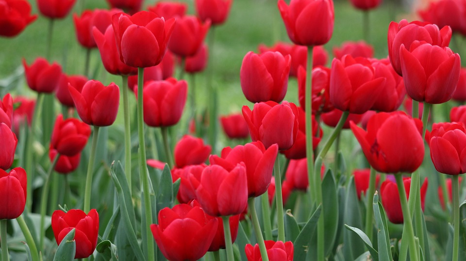 Tulip La Nature Herbe - Photo gratuite sur Pixabay - Pixabay