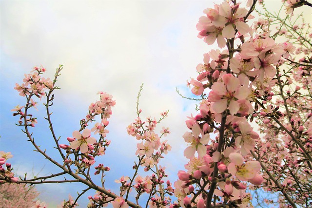 Pohon Almond Bunga - Foto gratis di Pixabay - Pixabay