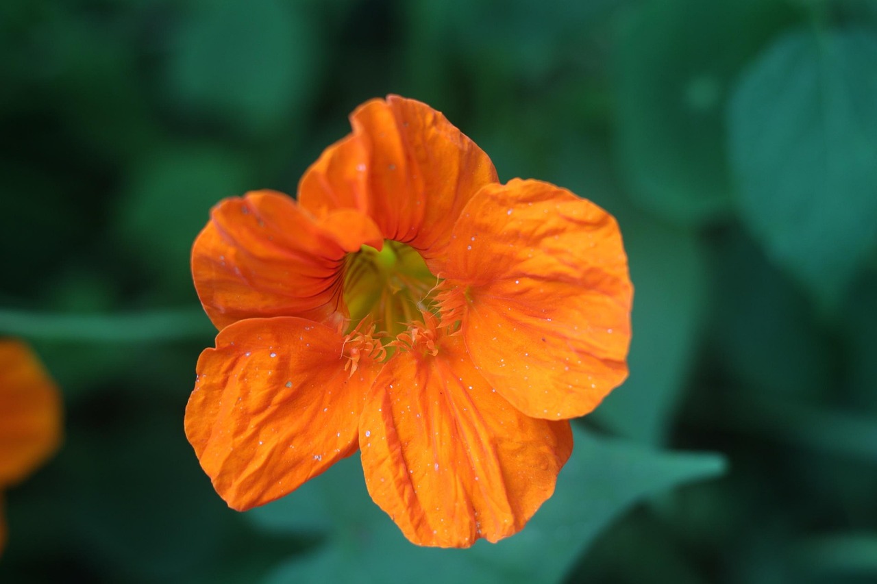 Flower Flora Nature - Free photo on Pixabay