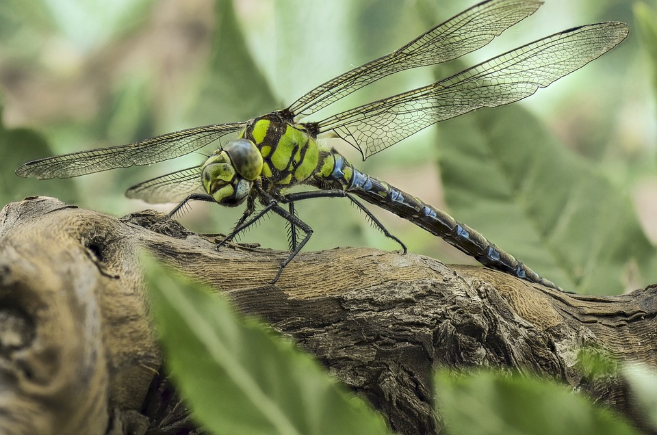 Insect Nature Wildlife - Free photo on Pixabay - Pixabay