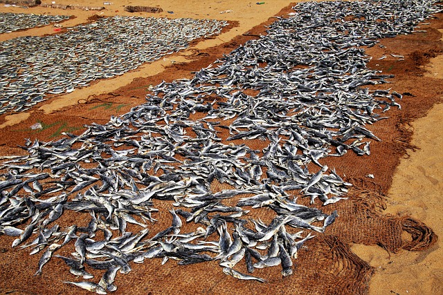 Fish Drying Dry - Free photo on Pixabay - Pixabay