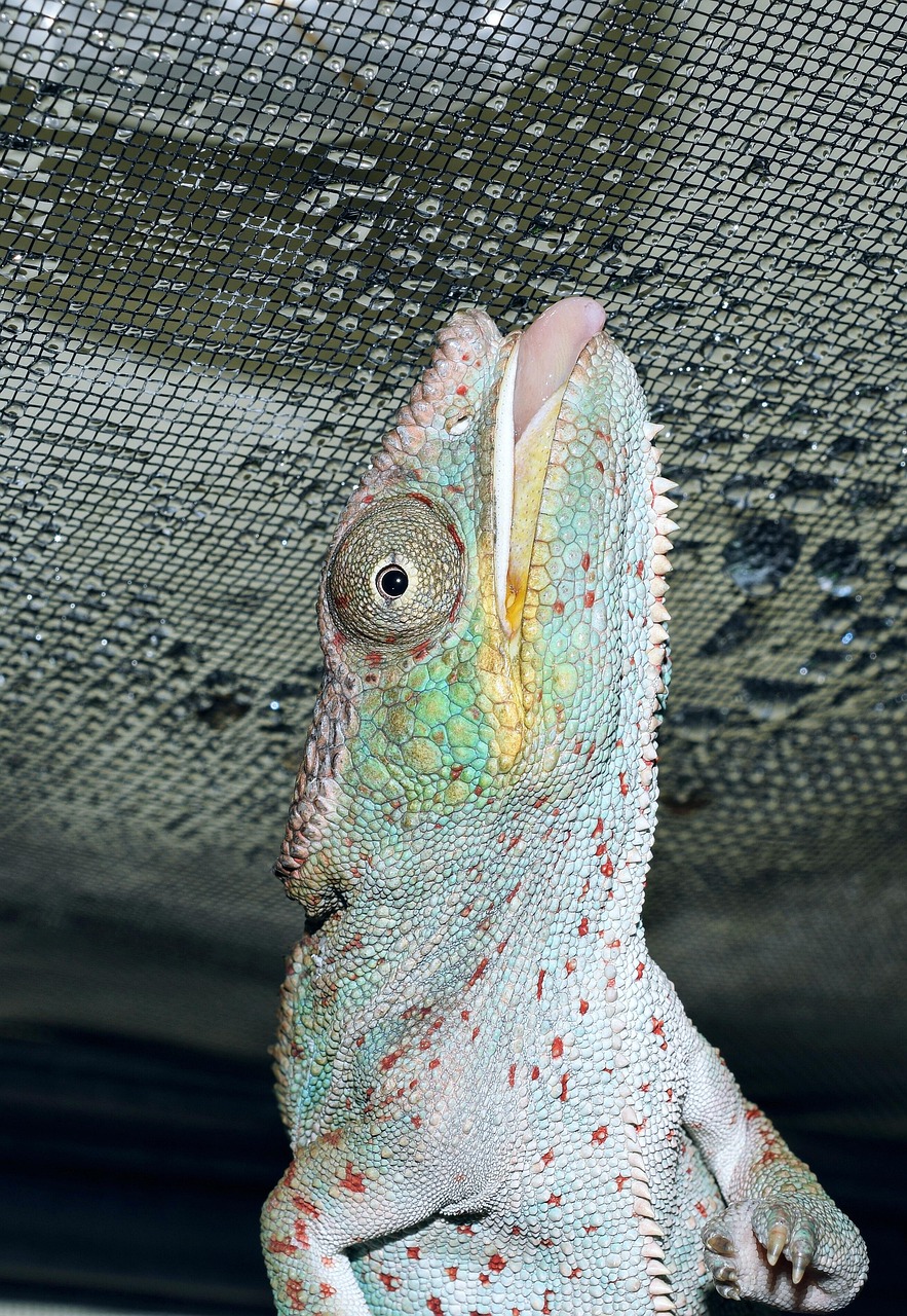 Panther Chameleon Drink Close Up - Free photo on Pixabay - Pixabay