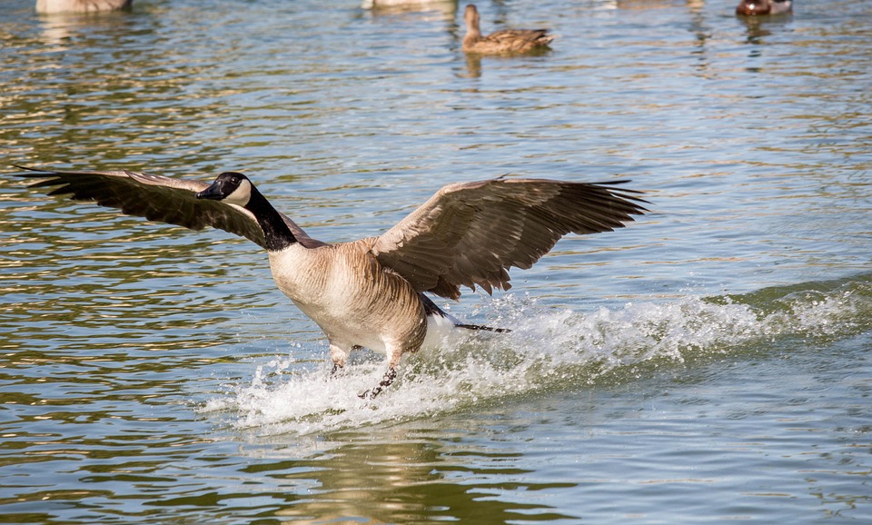 Water Bird Nature - Free photo on Pixabay - Pixabay