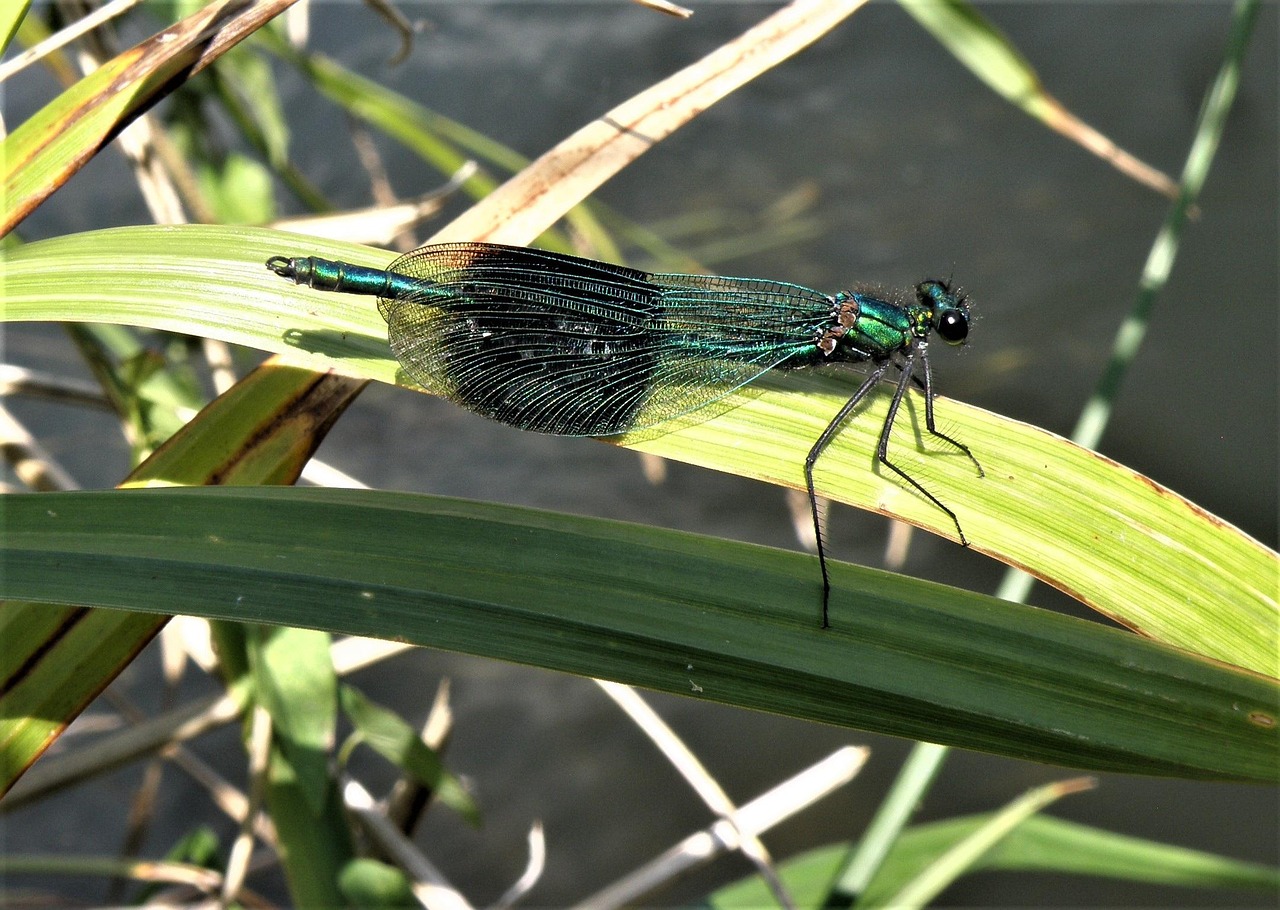 Insecto Naturaleza Fauna Silvestre - Foto gratis en Pixabay - Pixabay