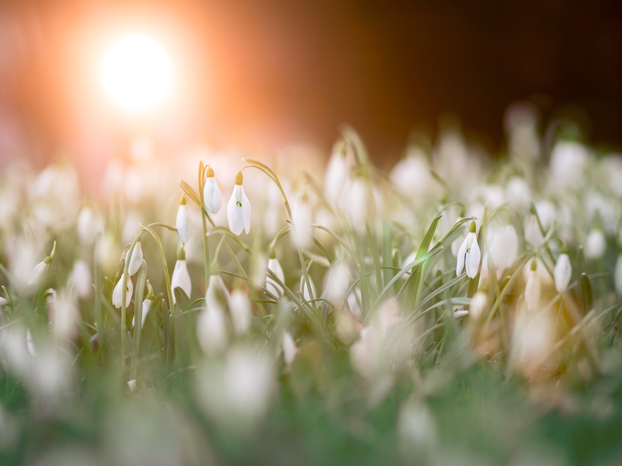 Plus de 60 000 photos gratuites de Perce Neige et de Perce-Neige - Pixabay