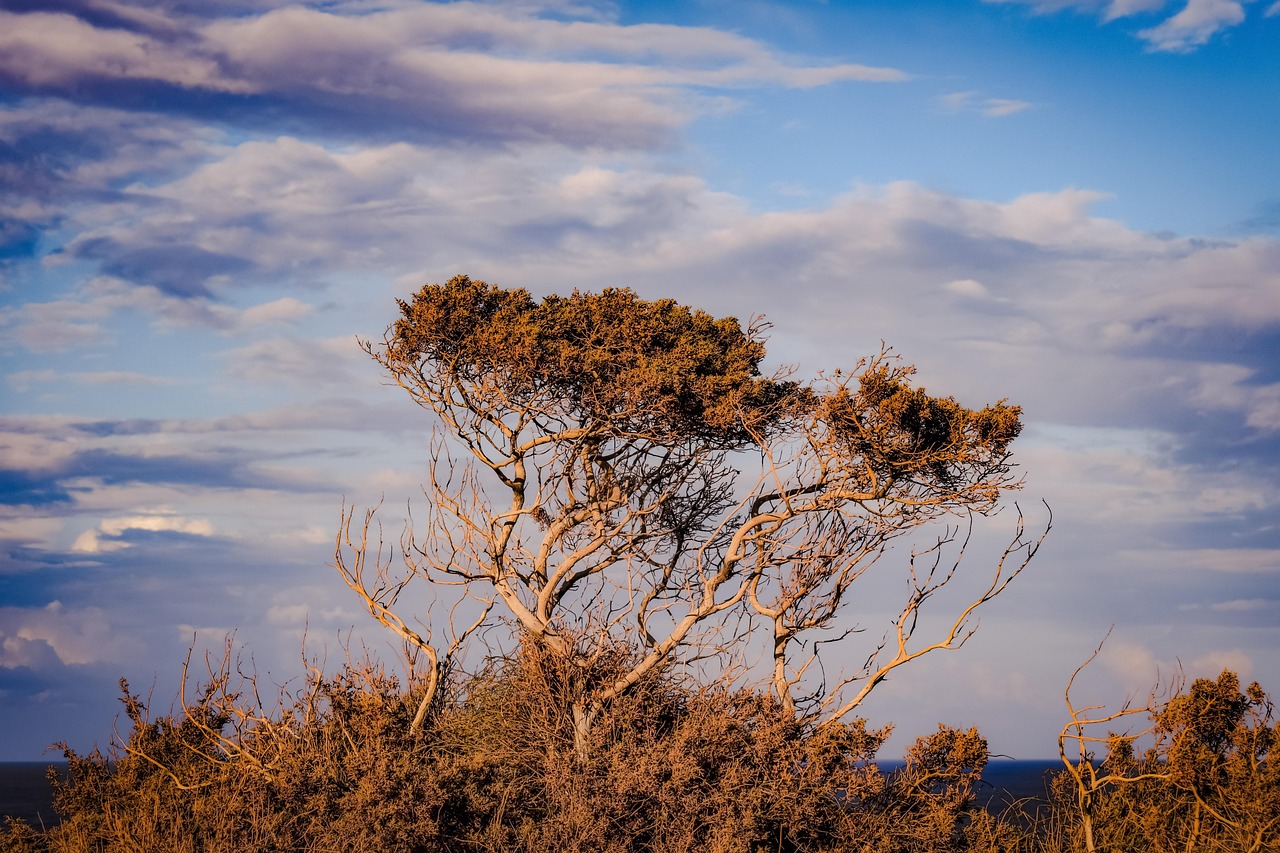 Tree Sky Clouds - Free photo on Pixabay