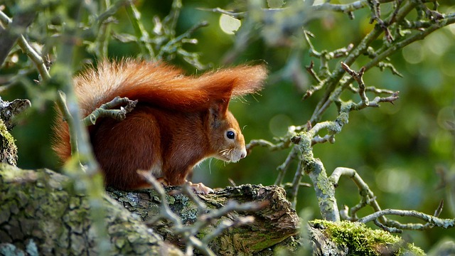 Squirrel Red Wild Animal - Free photo on Pixabay