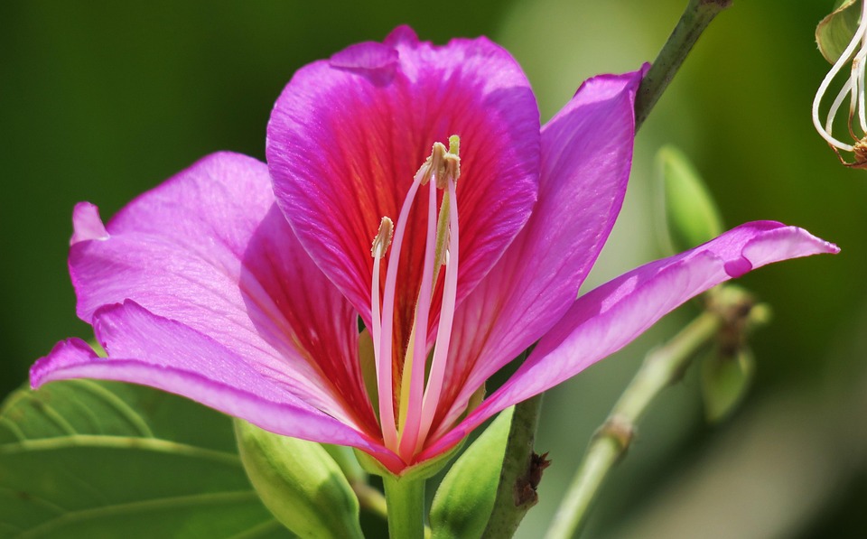 La Nature Fleur Plante - Photo gratuite sur Pixabay - Pixabay