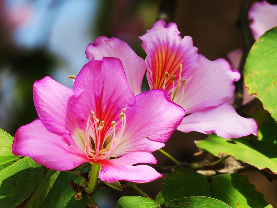 Nature Flower Plant - Free photo on Pixabay
