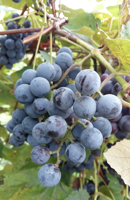 Fruit Food Grape Plant - Free photo on Pixabay - Pixabay