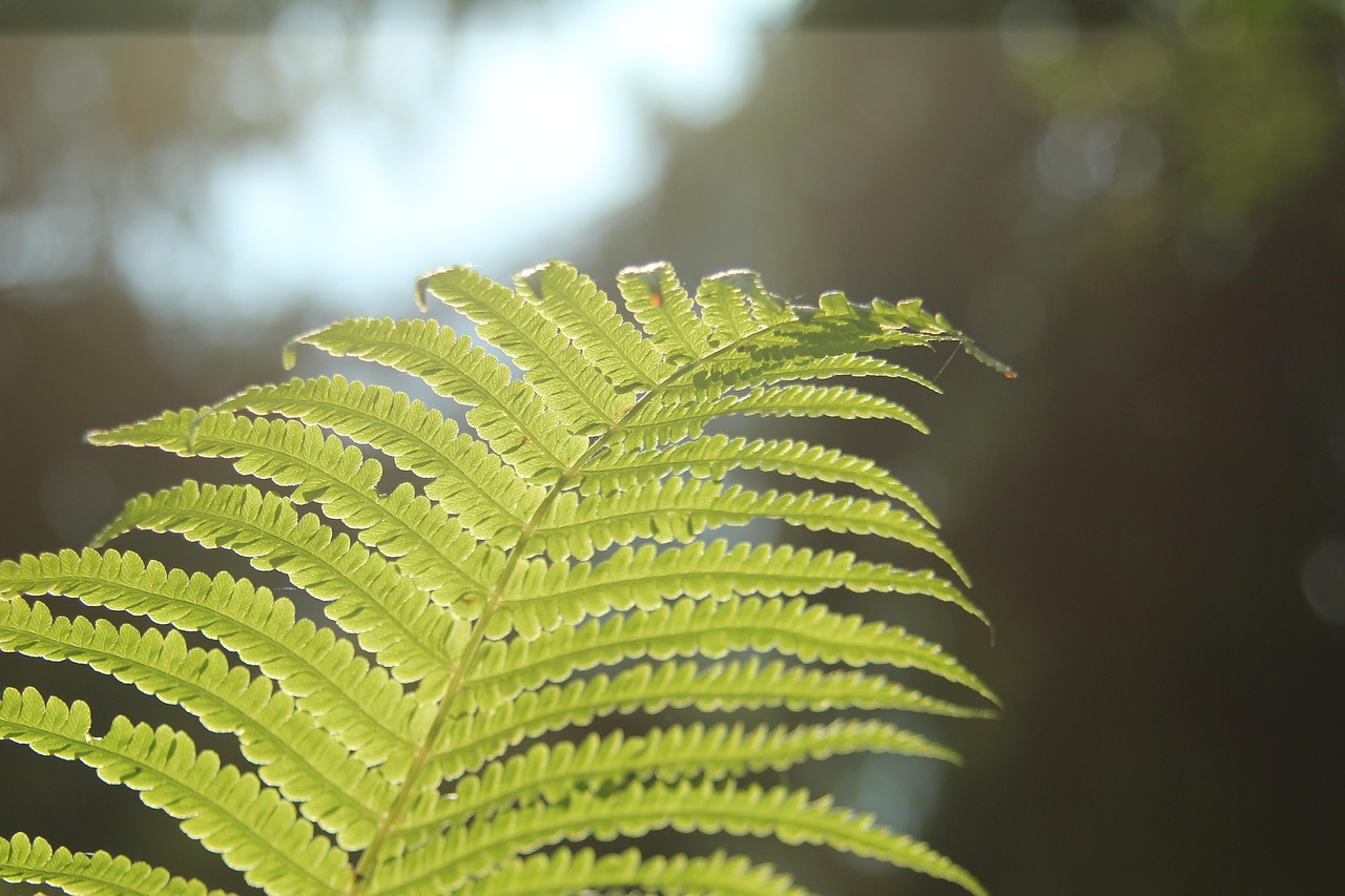 Folha Flora Natureza - Foto gratuita no Pixabay