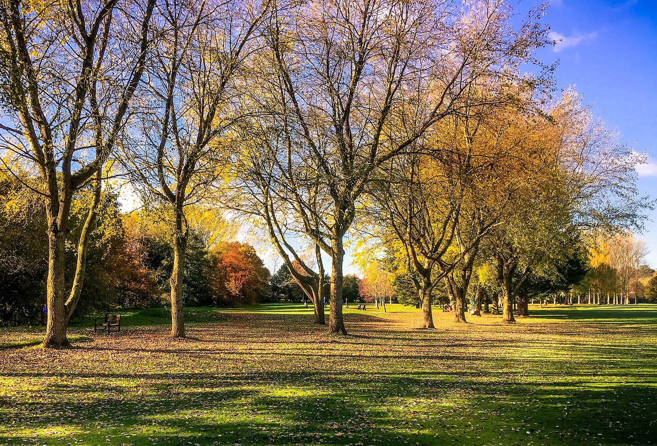 Autumn Golf Coursetree Season Fall - Free photo on Pixabay - Pixabay