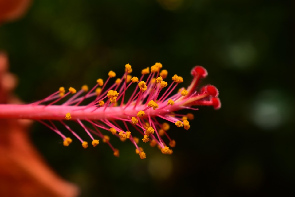 La Nature Fleur À L'Extérieur - Photo gratuite sur Pixabay - Pixabay