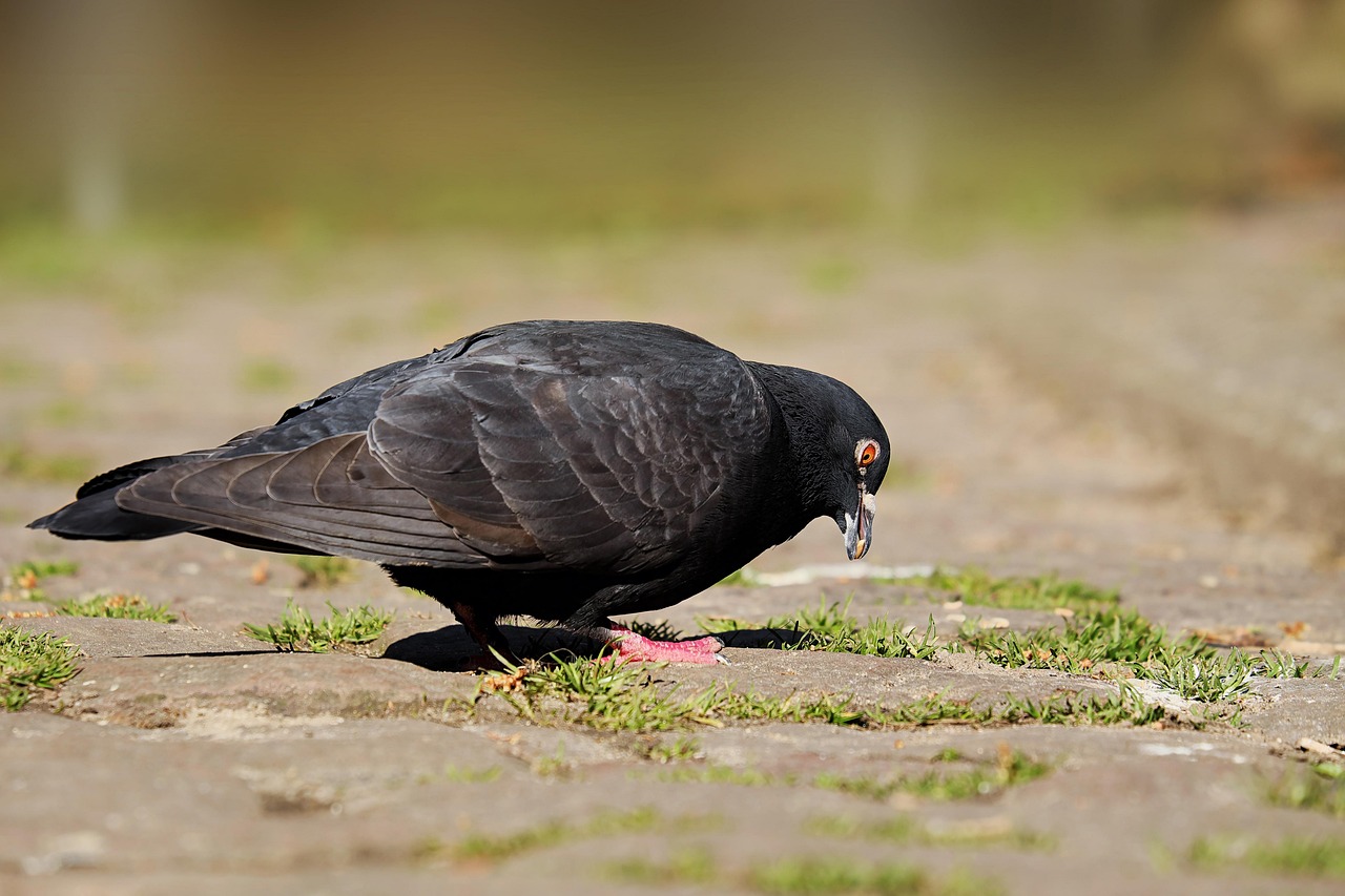 Pomba Animal Forrageamento - Foto gratuita no Pixabay - Pixabay